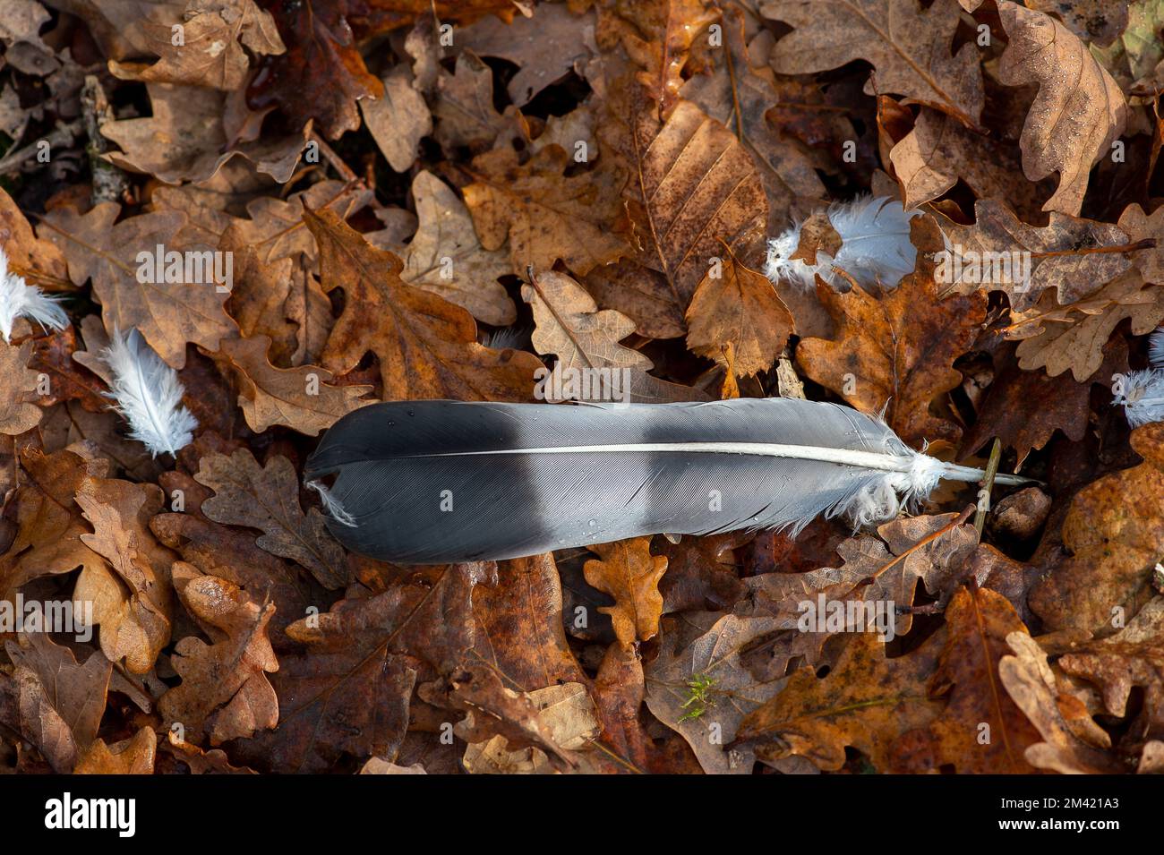 Farnham Common, Buckinghamshire, UK. 17th December, 2022. Burnham ...
