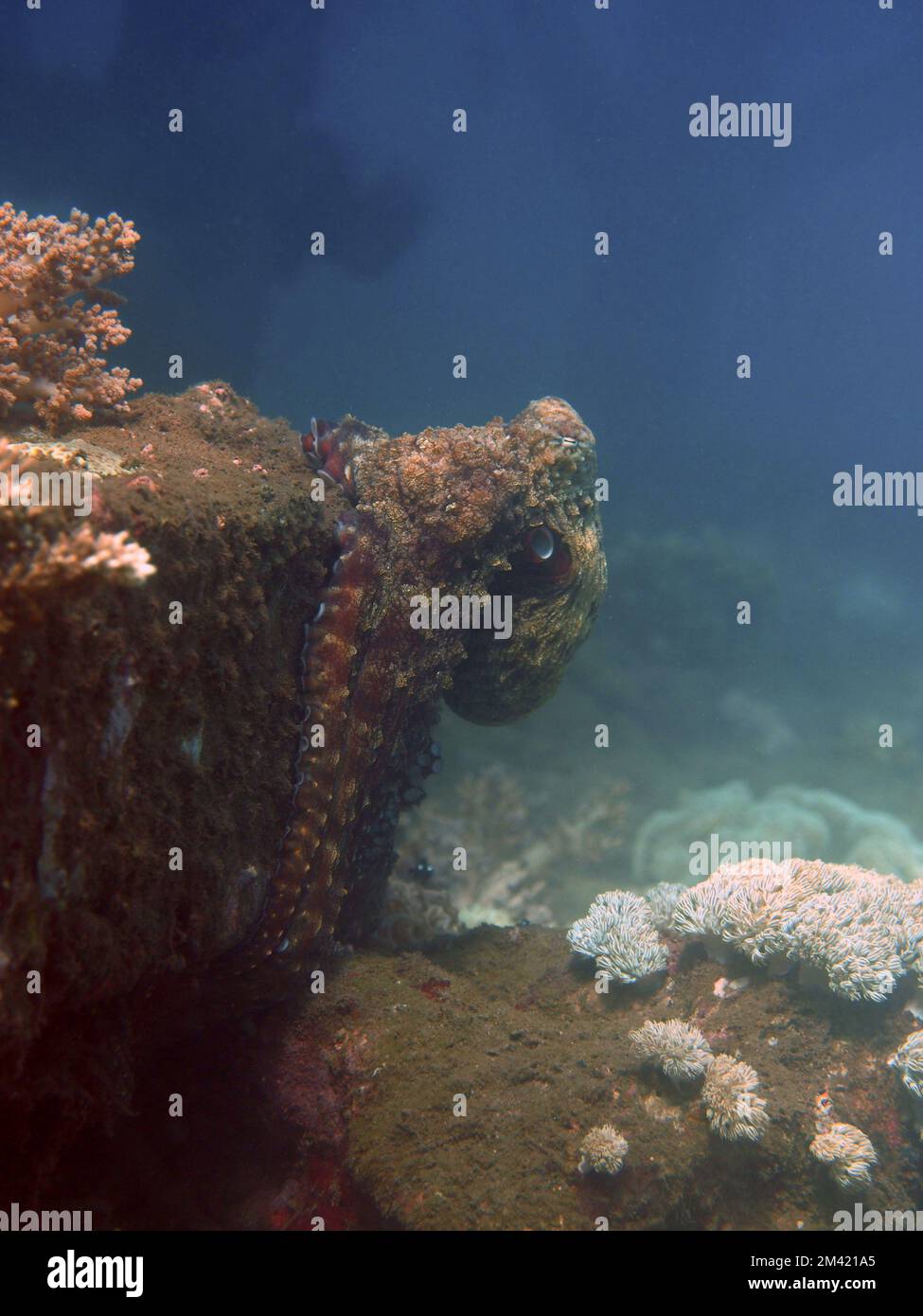 Underwater fish paradise: scuba diving Indonesia Stock Photo - Alamy