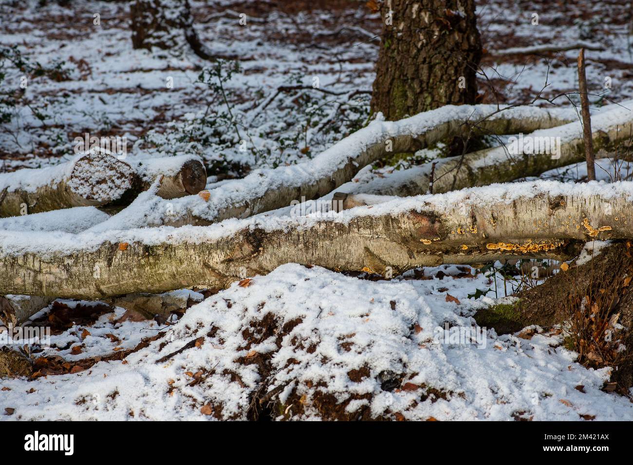 Farnham Common, Buckinghamshire, UK. 17th December, 2022. Burnham ...