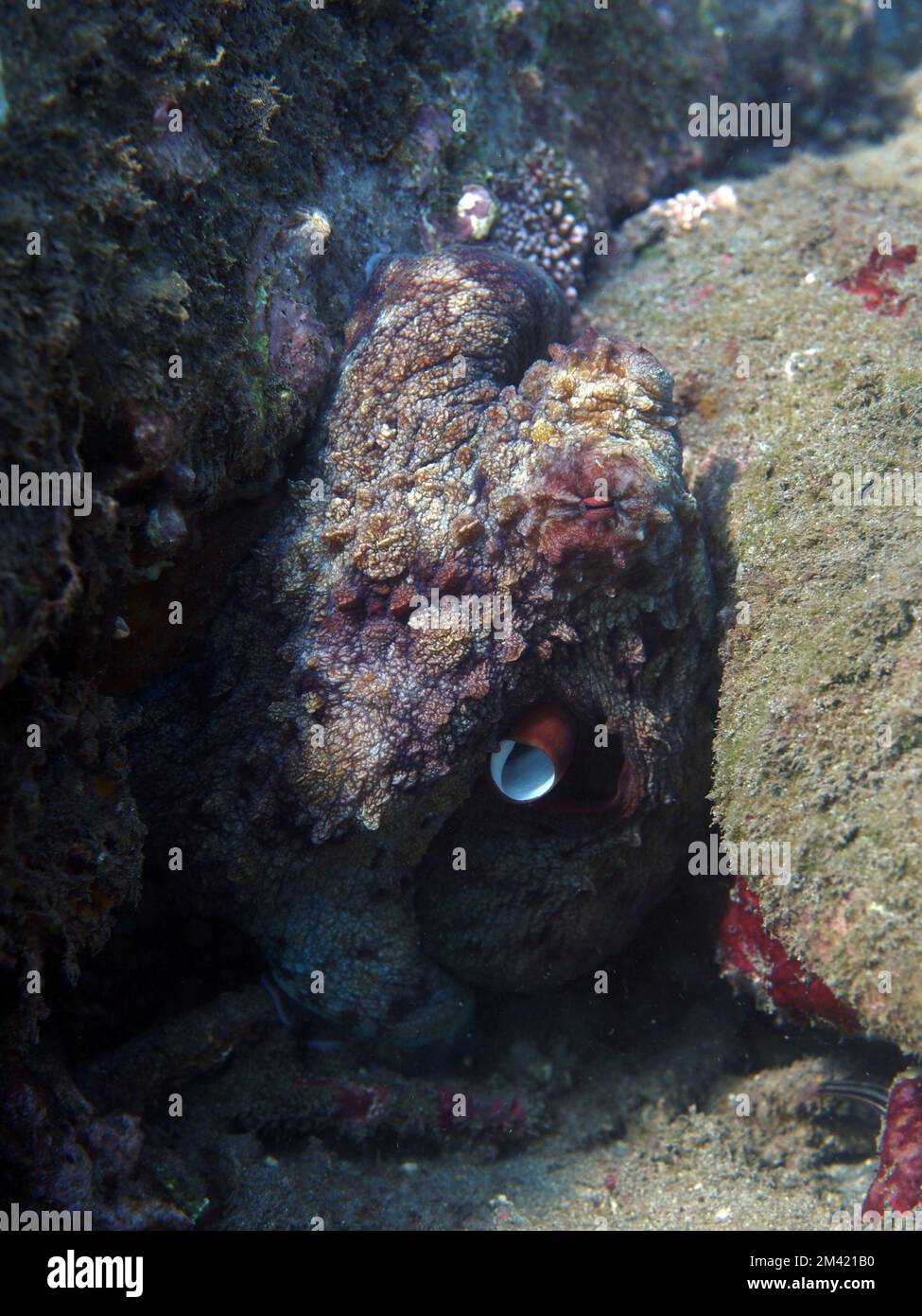 Underwater fish paradise: scuba diving Indonesia Stock Photo - Alamy