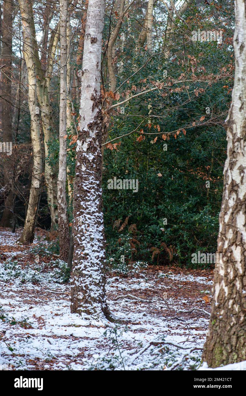 Farnham Common, Buckinghamshire, UK. 17th December, 2022. Burnham ...