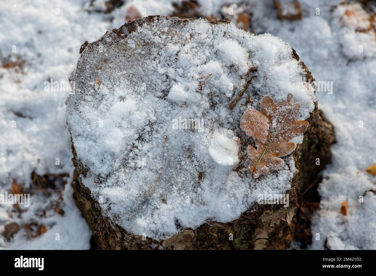 Farnham Common, Buckinghamshire, UK. 17th December, 2022. Burnham ...