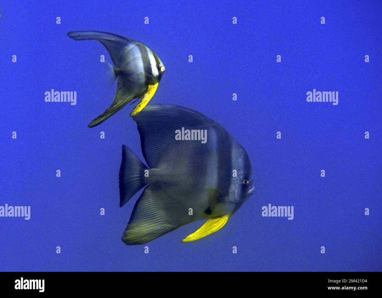 Underwater fish paradise: scuba diving Indonesia Stock Photo - Alamy