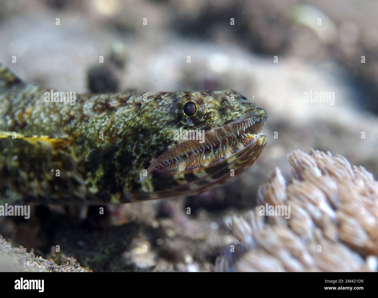 Underwater fish paradise: scuba diving Indonesia Stock Photo - Alamy