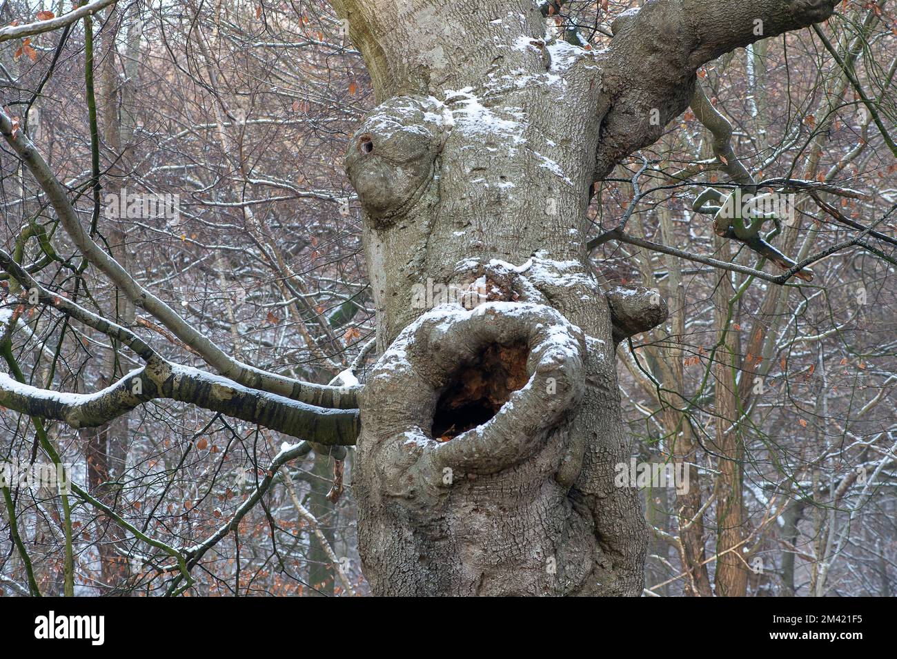 Farnham Common, Buckinghamshire, UK. 17th December, 2022. Burnham ...