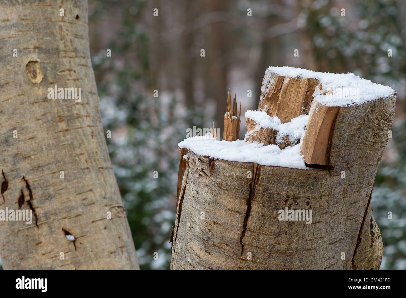 Farnham Common, Buckinghamshire, UK. 17th December, 2022. Burnham ...