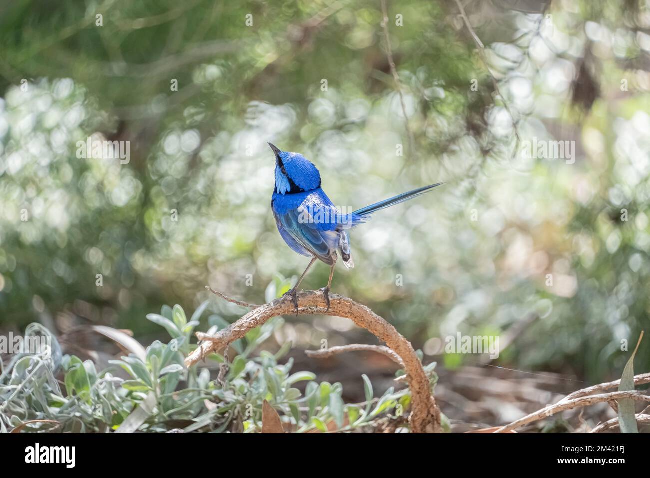 Splendid fairy wren is enjoying a beautiful sunshine in Perth, Western ...