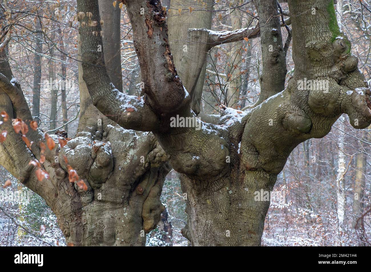 Farnham Common, Buckinghamshire, UK. 17th December, 2022. Burnham ...