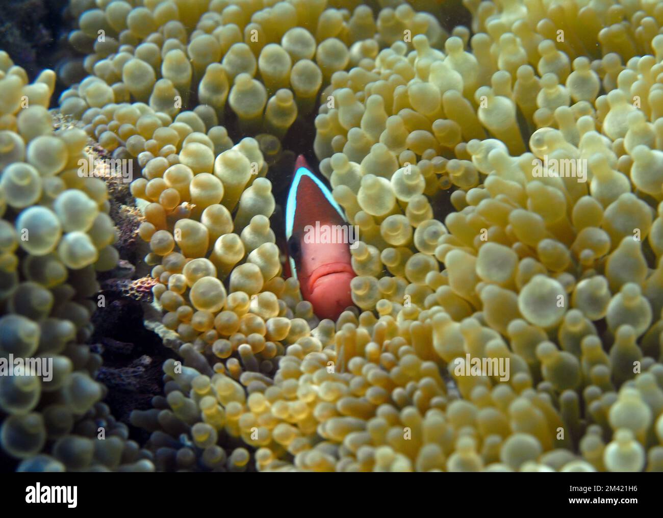 Underwater fish paradise: scuba diving Indonesia Stock Photo - Alamy