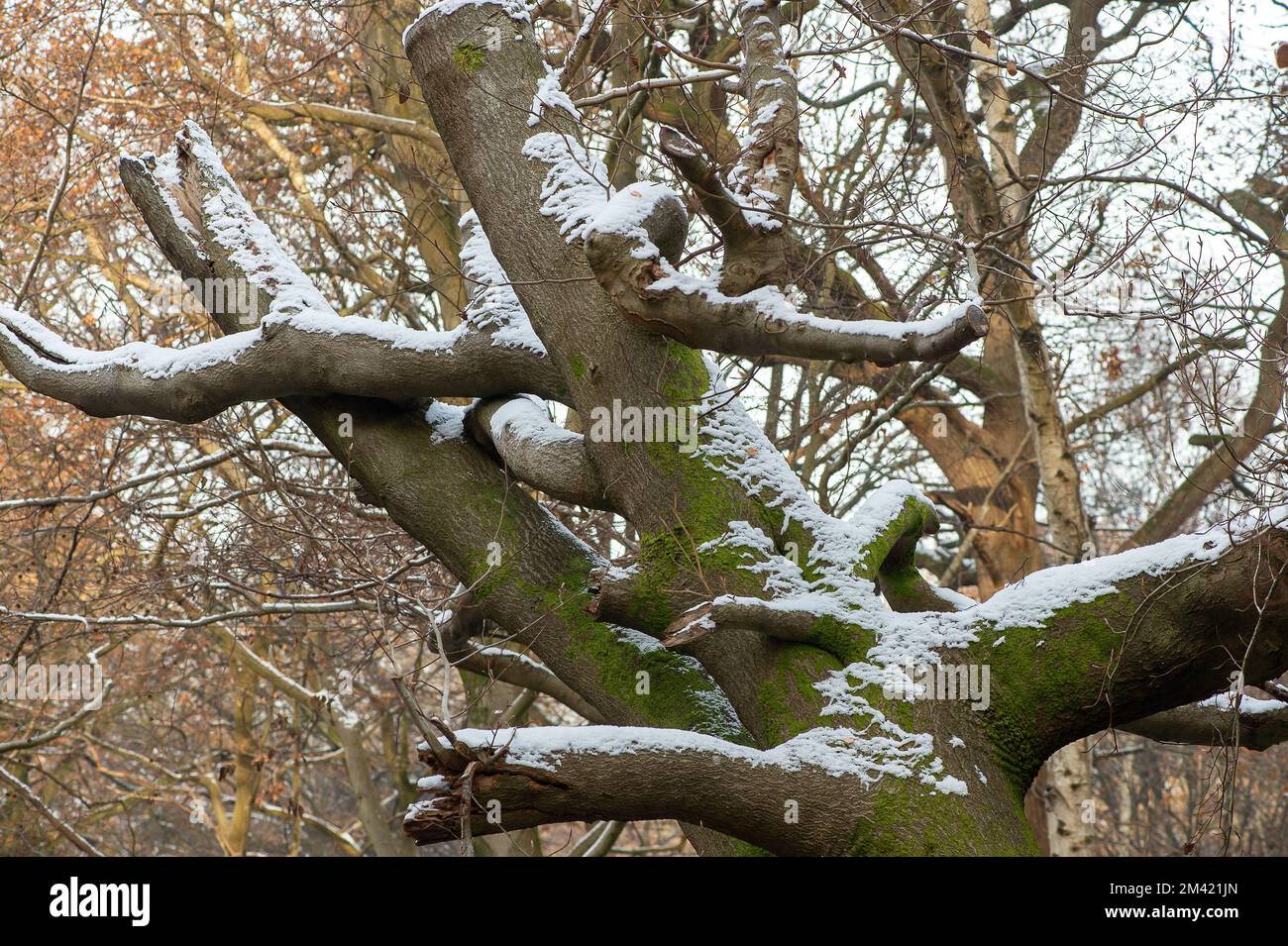 Farnham Common, Buckinghamshire, UK. 17th December, 2022. Burnham ...