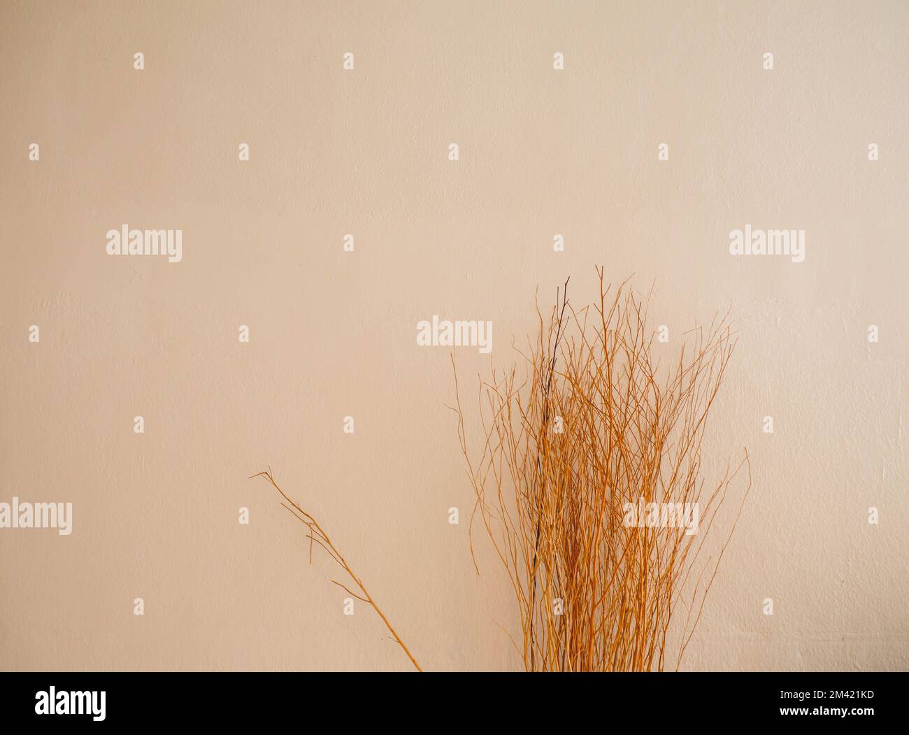 Dry tree with white plaster wall Stock Photo - Alamy