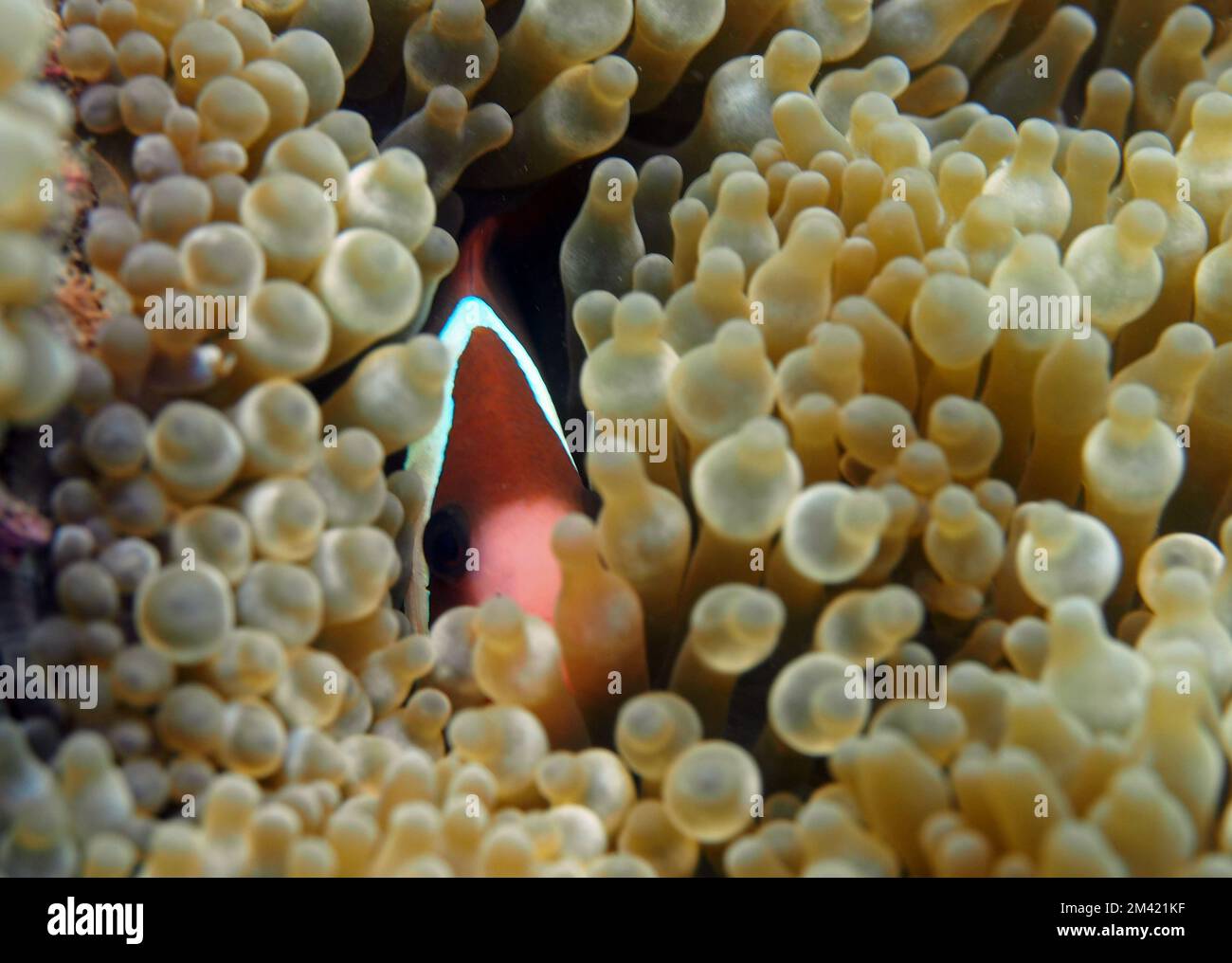 Underwater fish paradise: scuba diving Indonesia Stock Photo - Alamy