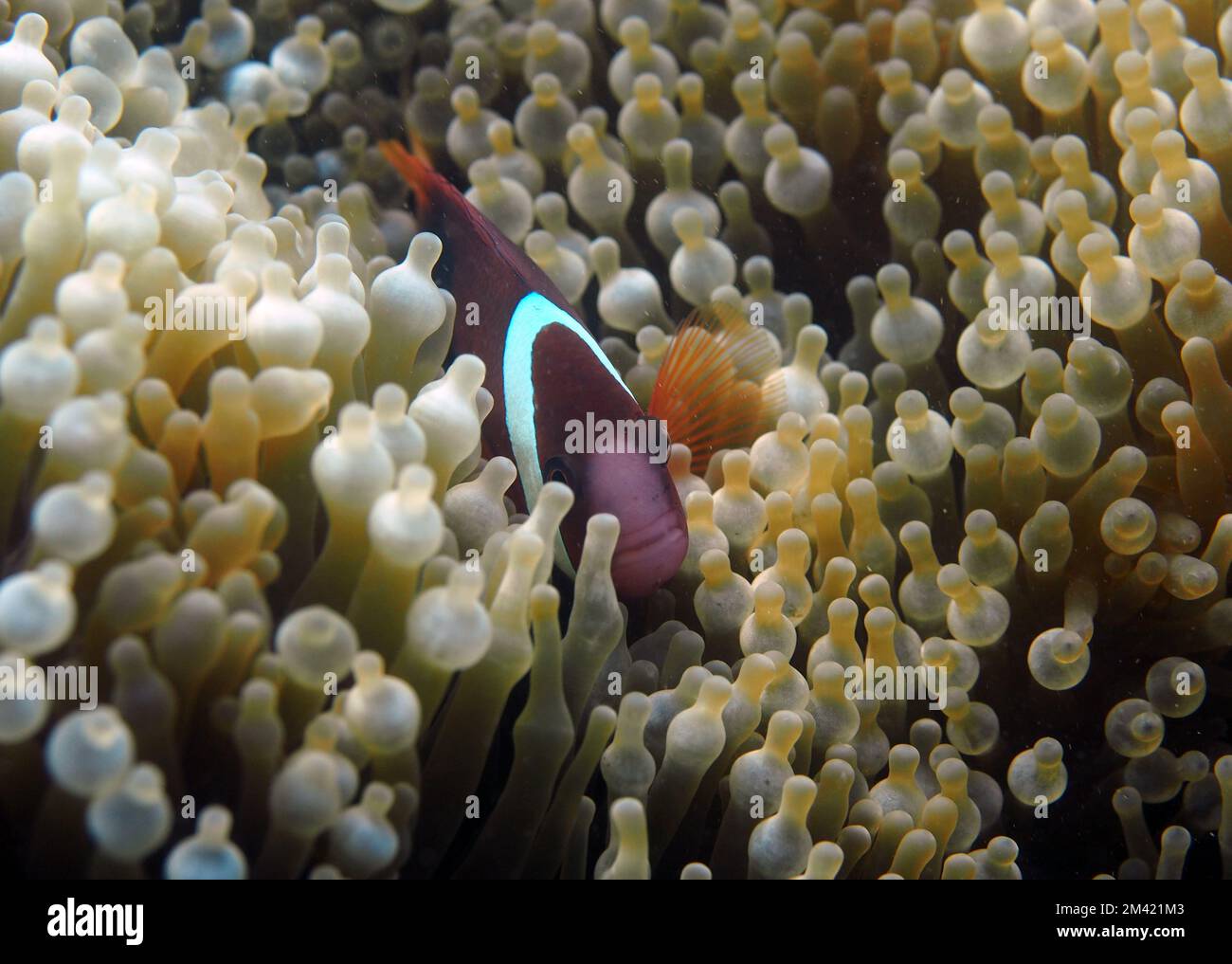 Underwater fish paradise: scuba diving Indonesia Stock Photo - Alamy