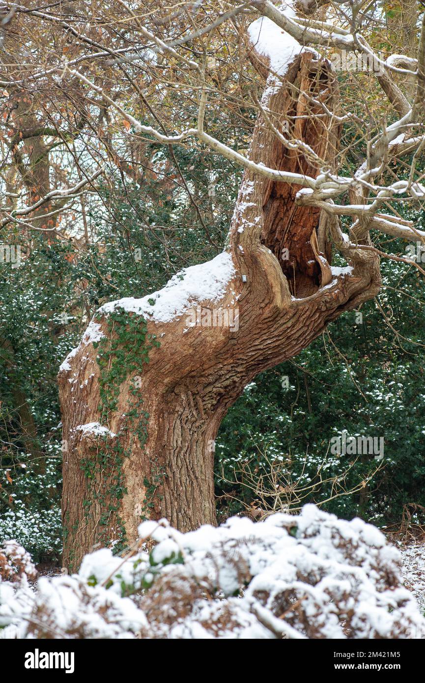 Farnham Common, Buckinghamshire, UK. 17th December, 2022. Burnham ...