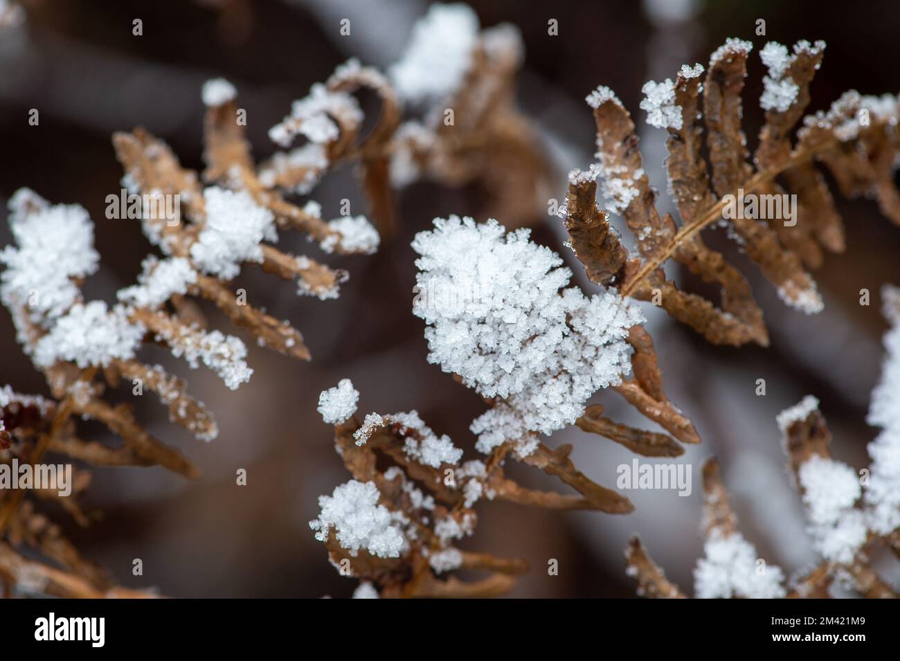 Farnham Common, Buckinghamshire, UK. 17th December, 2022. Burnham ...