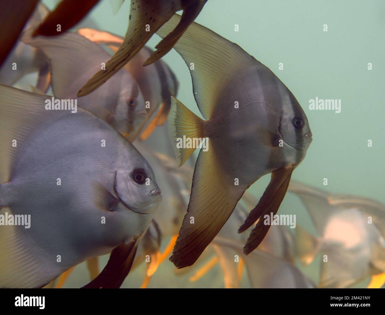 Underwater fish paradise: scuba diving Indonesia Stock Photo - Alamy