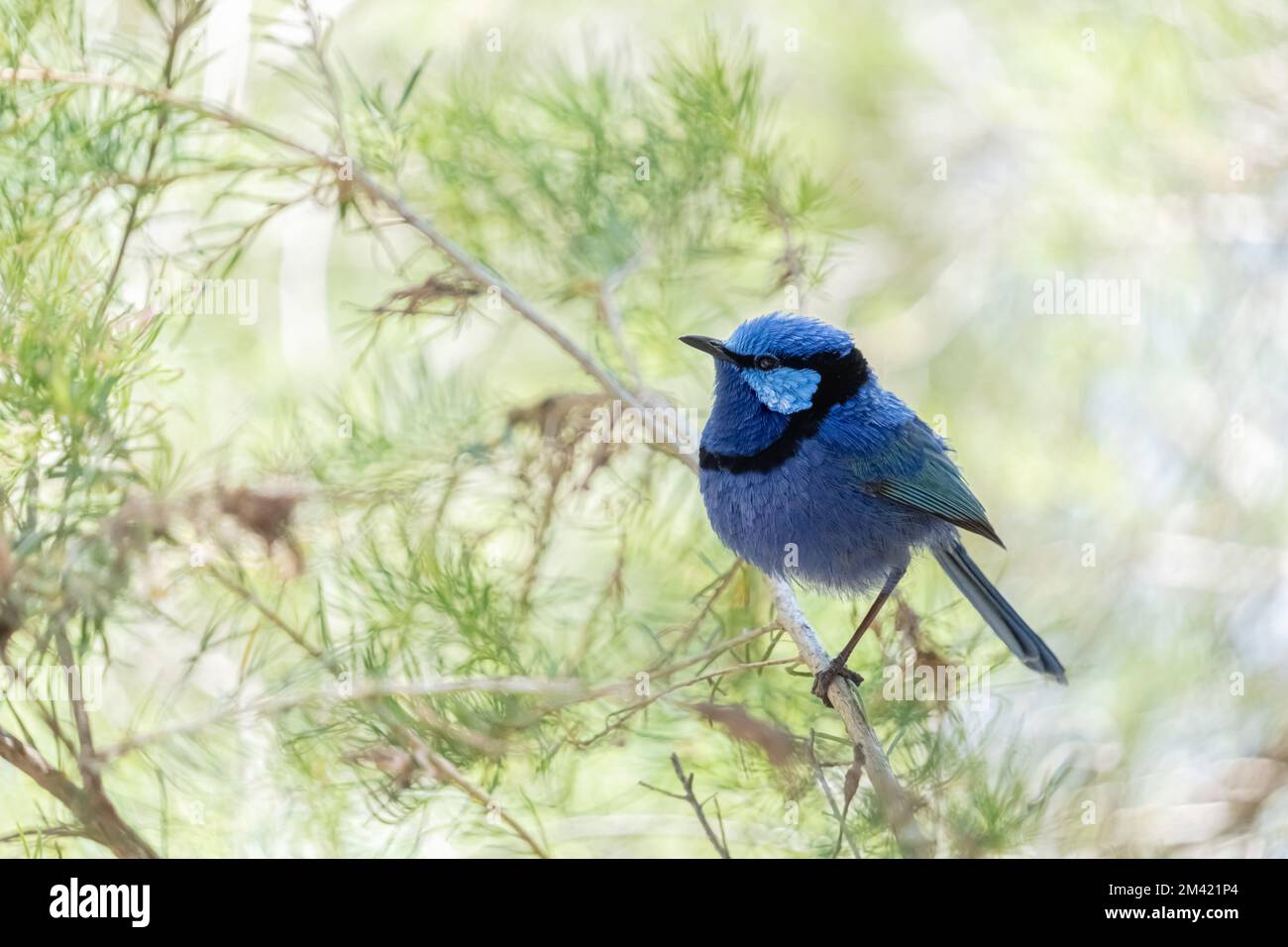 Splendid fairy wren and beautiful background of trees, Perth, Western ...