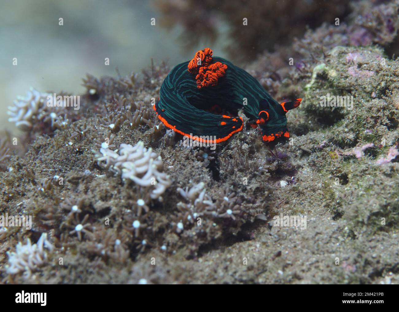 Underwater fish paradise: scuba diving Indonesia Stock Photo - Alamy