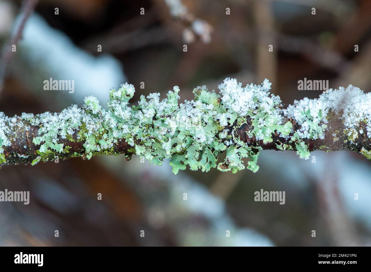 Farnham Common, Buckinghamshire, UK. 17th December, 2022. Burnham ...