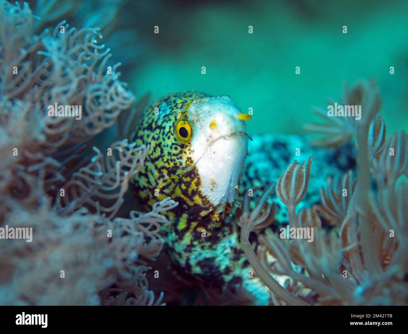 Underwater fish paradise: scuba diving Indonesia Stock Photo - Alamy