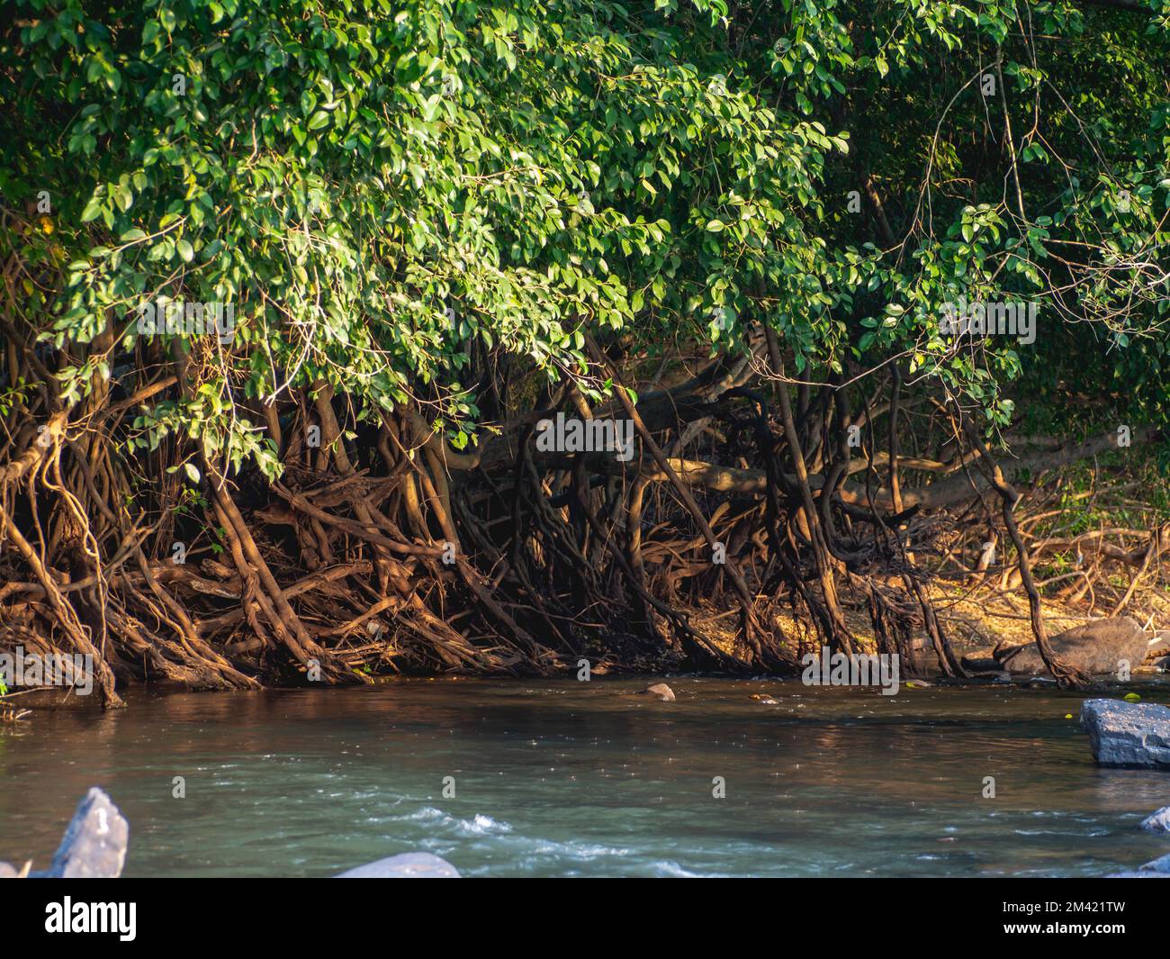 Many rivers and tree roots Stock Photo - Alamy