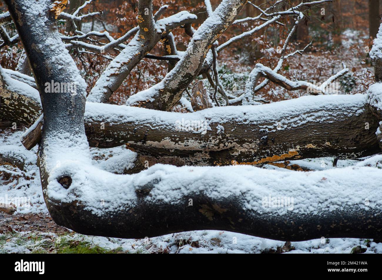 Farnham Common, Buckinghamshire, UK. 17th December, 2022. Burnham ...