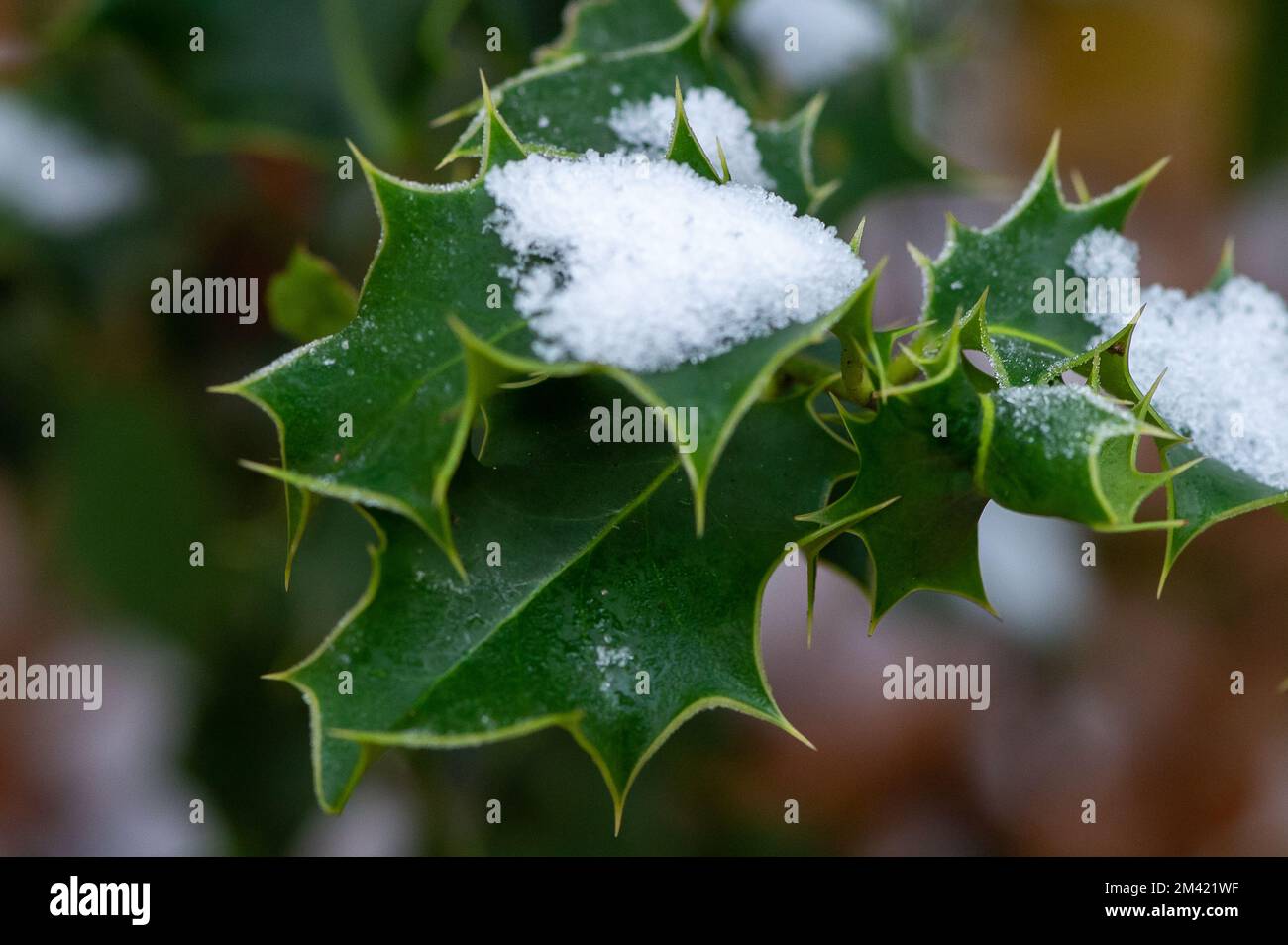 Farnham Common, Buckinghamshire, UK. 17th December, 2022. Burnham ...