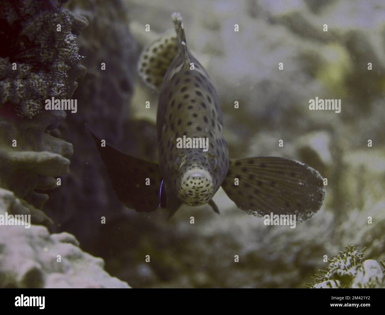 Underwater fish paradise: scuba diving Indonesia Stock Photo - Alamy