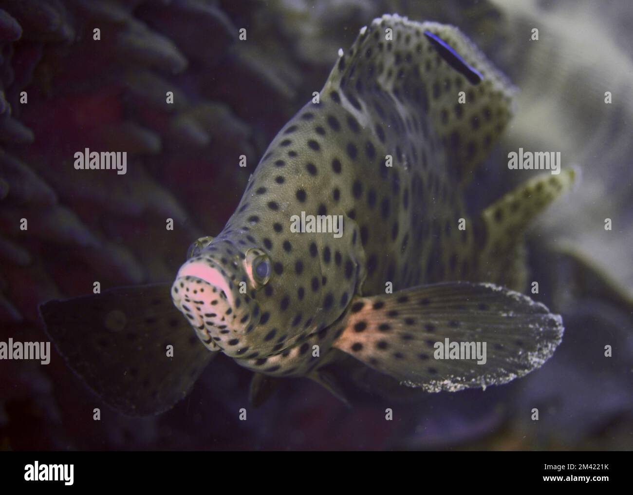 Underwater fish paradise: scuba diving Indonesia Stock Photo - Alamy