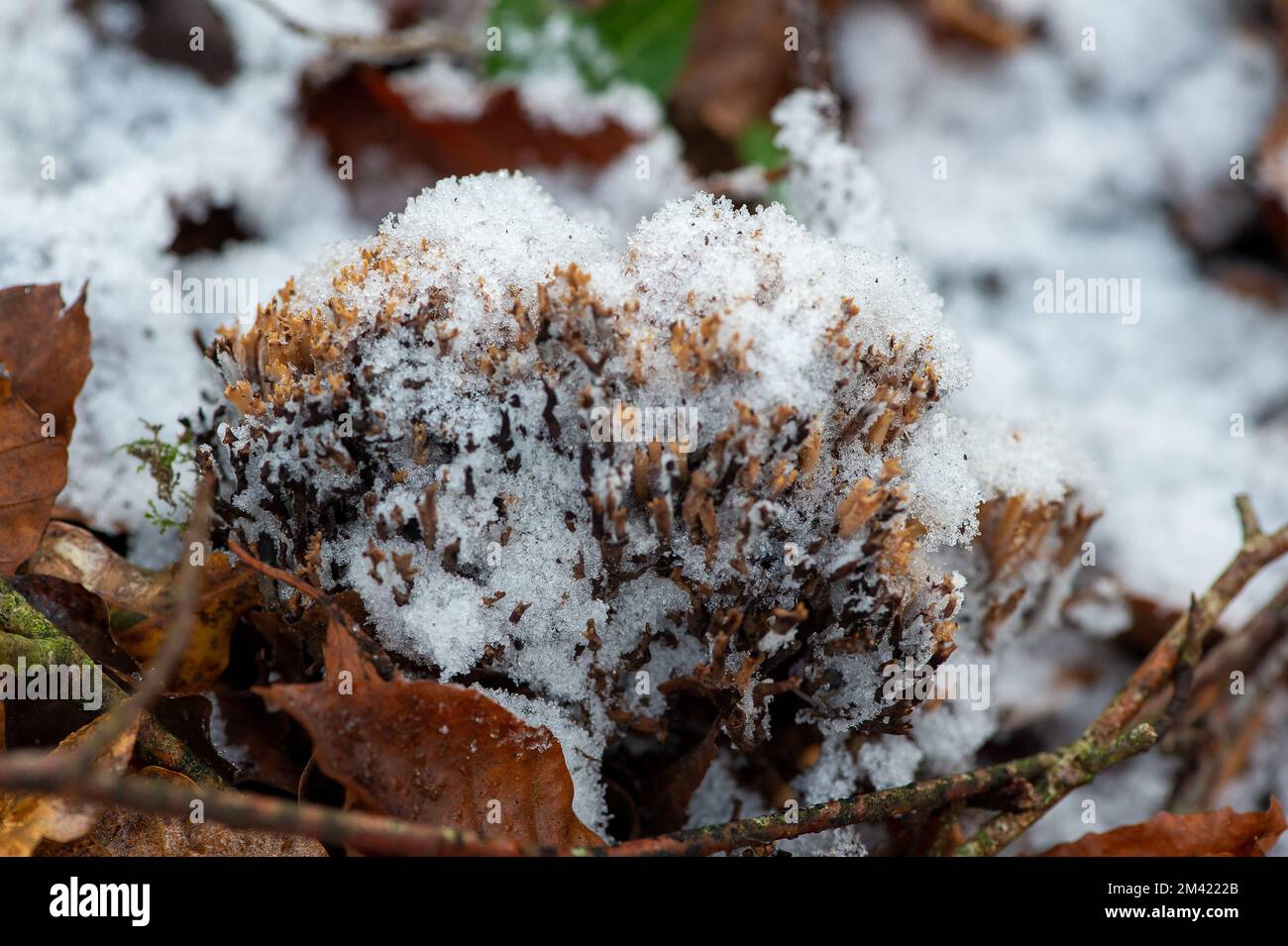 Farnham Common, Buckinghamshire, UK. 17th December, 2022. Burnham ...