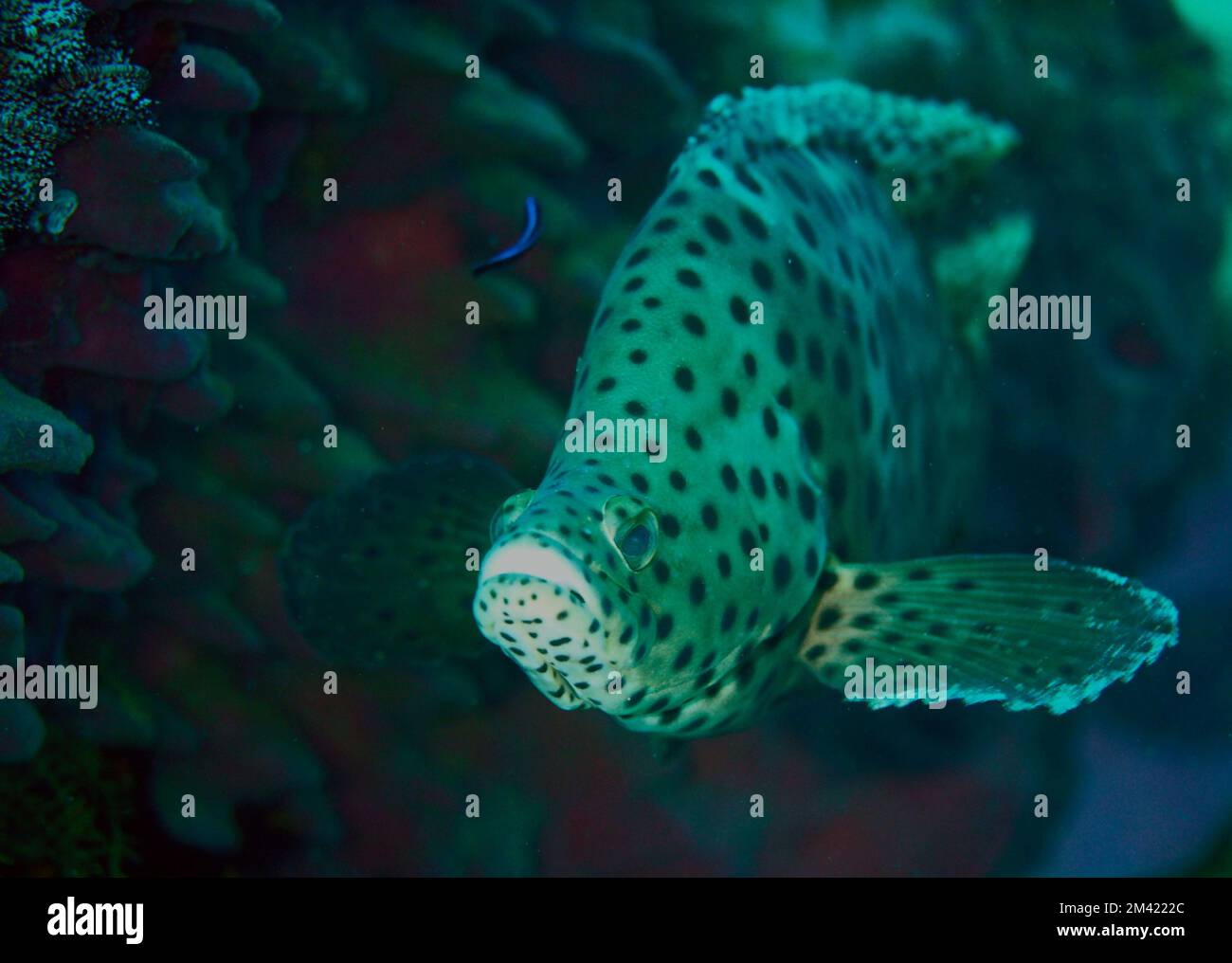 Underwater fish paradise: scuba diving Indonesia Stock Photo - Alamy