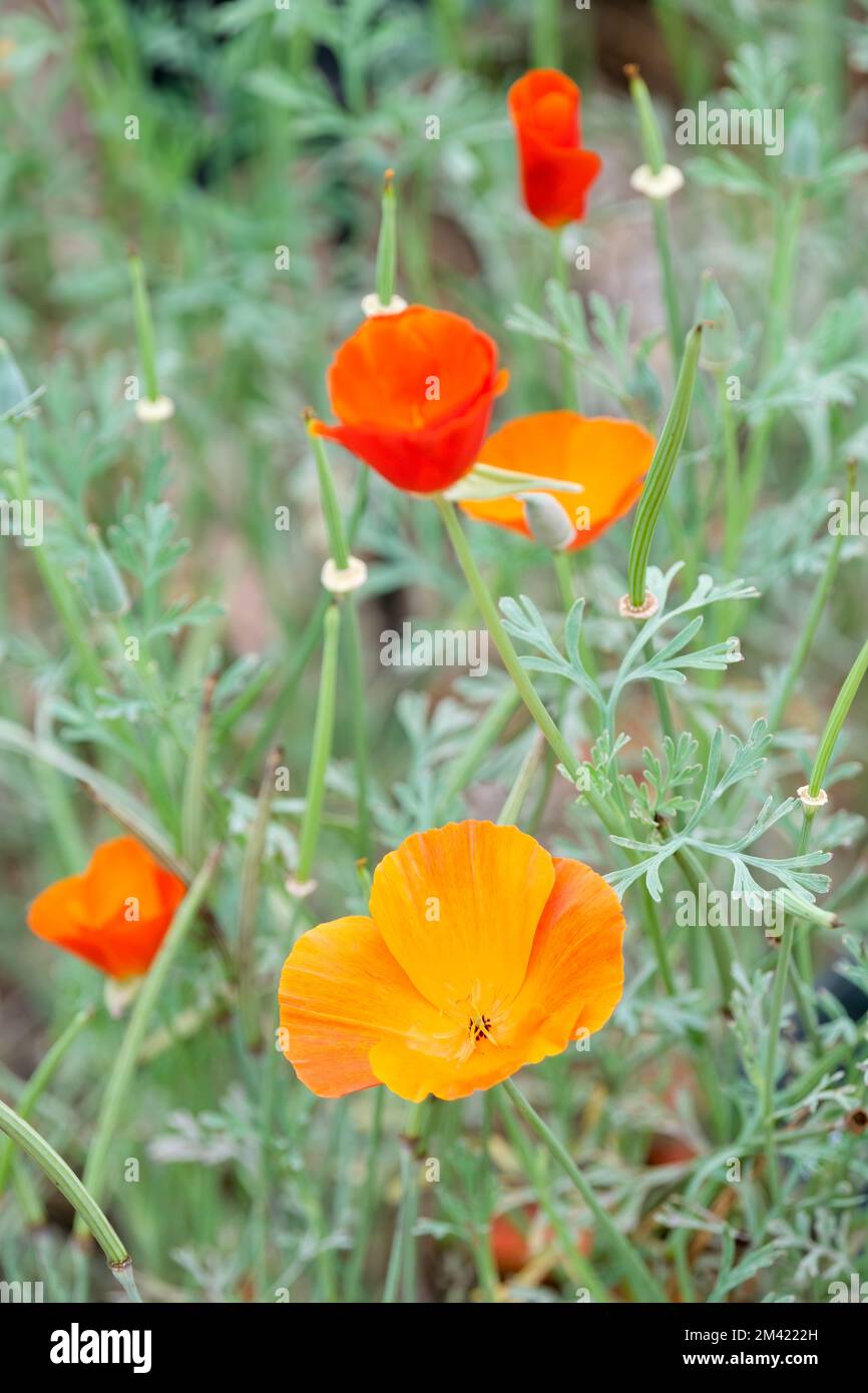 California poppy mikado hi-res stock photography and images - Alamy