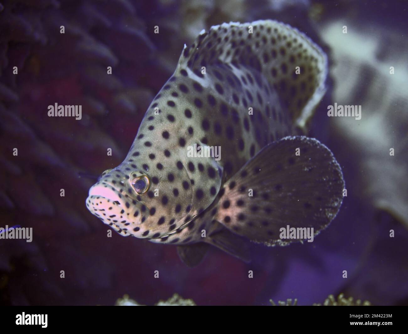 Underwater fish paradise: scuba diving Indonesia Stock Photo - Alamy