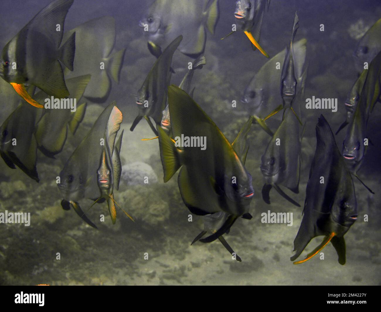 Underwater fish paradise: scuba diving Indonesia Stock Photo - Alamy