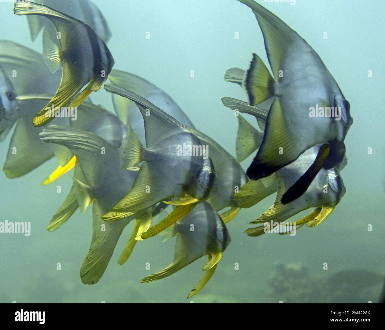 Underwater fish paradise: scuba diving Indonesia Stock Photo - Alamy