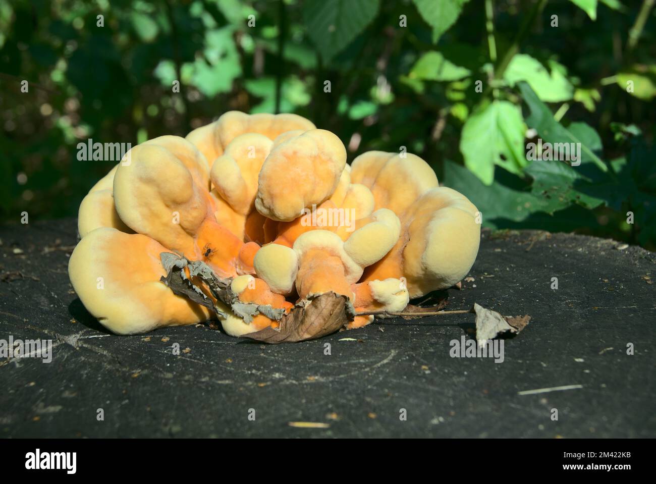 A closeup of chicken-of-the-woods fungi growing on wood in a forest ...
