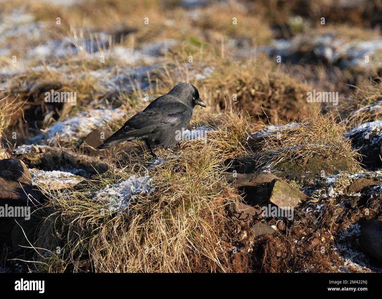 Jackdaw (Corvus monedula), searching for food on the shore line ...