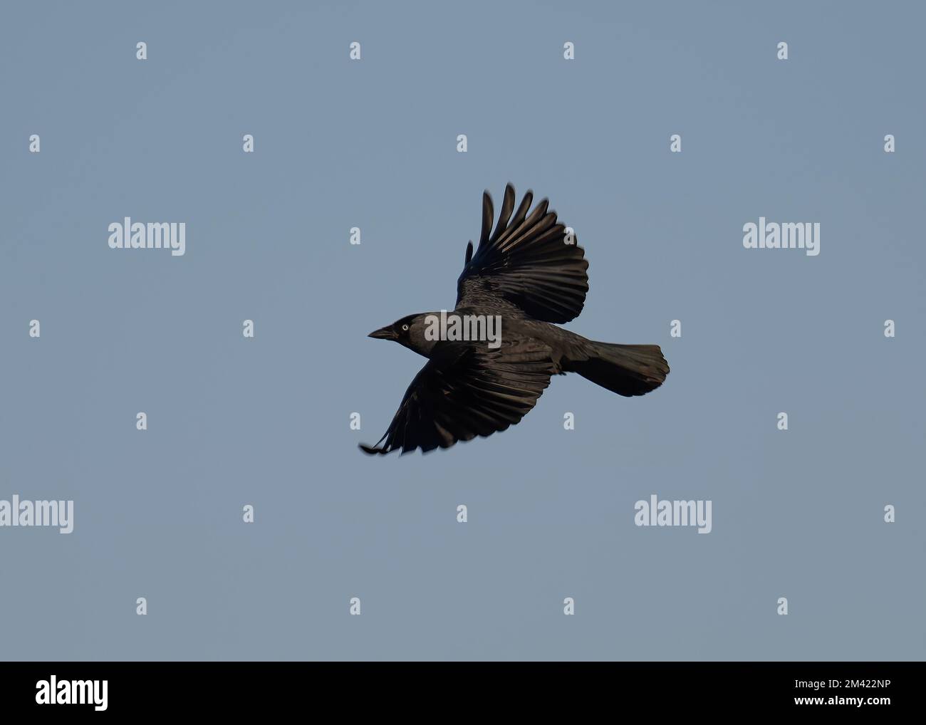 Jackdaw (Corvus monedula), in flight, Southerness, Solway estuary, SW ...