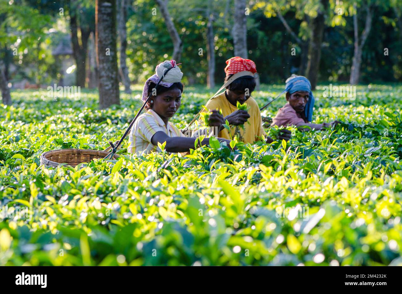Plucking tea leaves is mainly done by women. Assam tea gardens produce ...