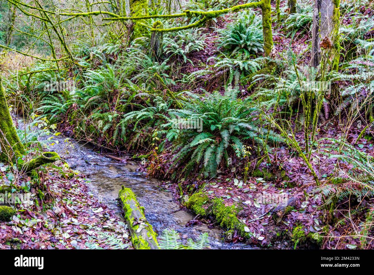 Ferns on a hill in winter at Dash Point State Park in Washington State ...