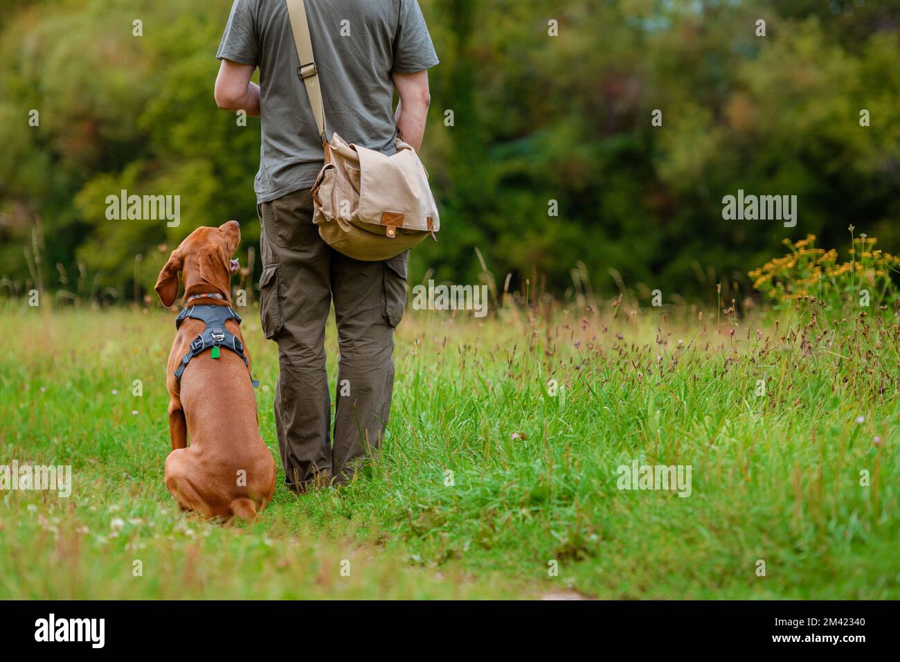 Beautiful Hungarian Vizsla puppy and its owner during obedience ...