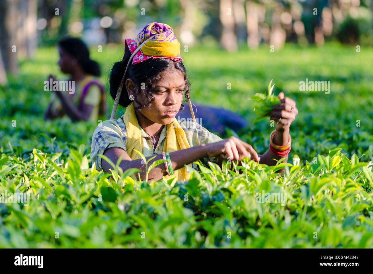Plucking tea leaves is mainly done by women. Assam tea gardens produce ...