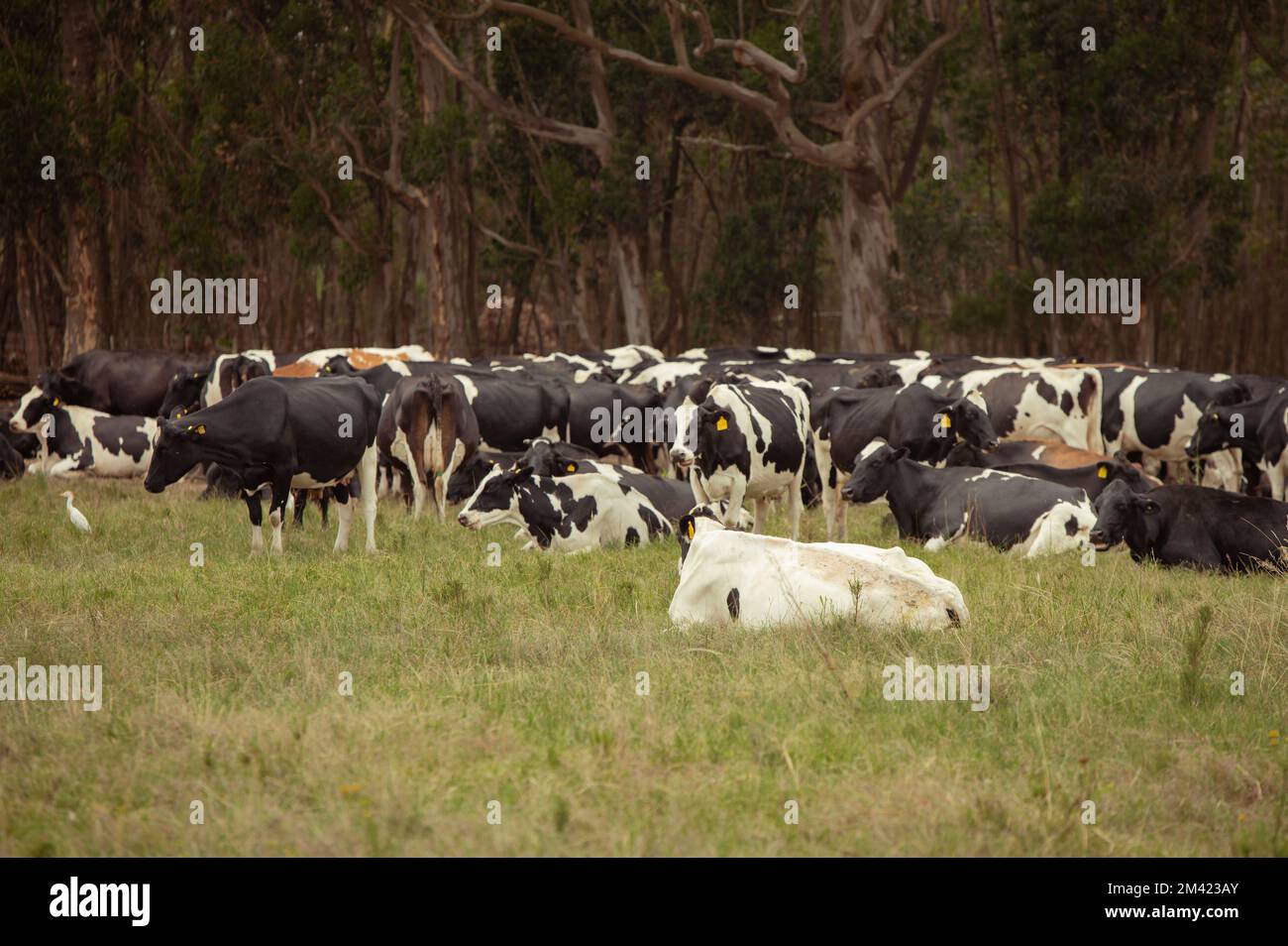 Numbered cattle hi-res stock photography and images - Alamy