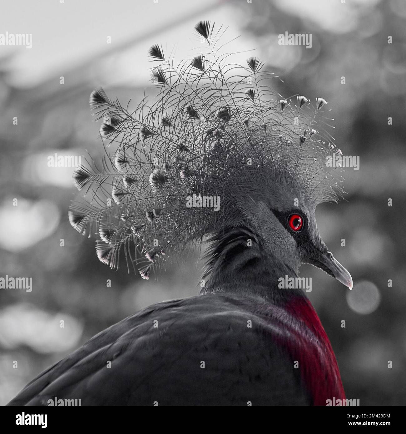 blue turquoise Victoria crowned pigeon, Latin Goura victoria, with a ...