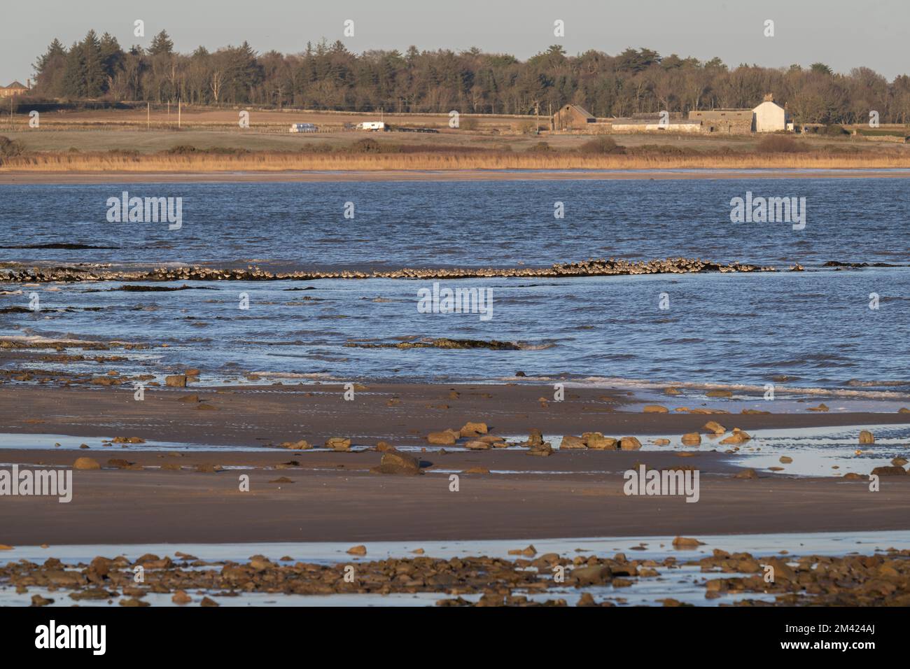 Mixed flock of waders, mainly Dunlin (Calidris alpina), in winter ...