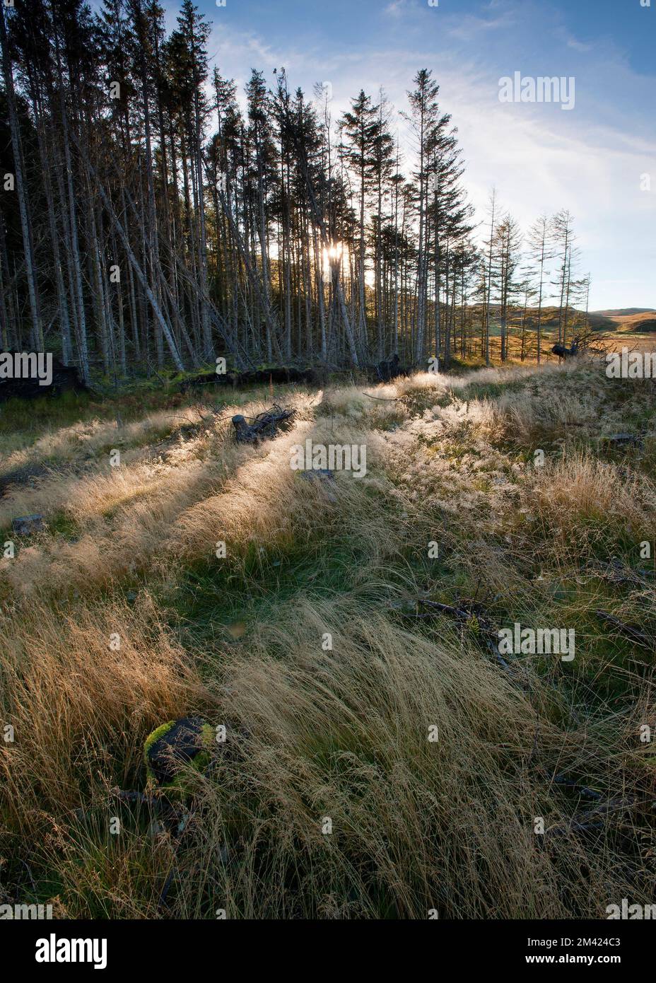Pine trees - Isle of Mull, Scotland Stock Photo - Alamy