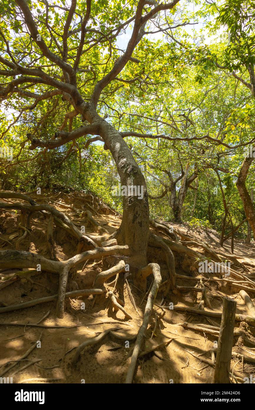 Tree with exposed roots in the forest. Fairy tale tree Stock Photo - Alamy