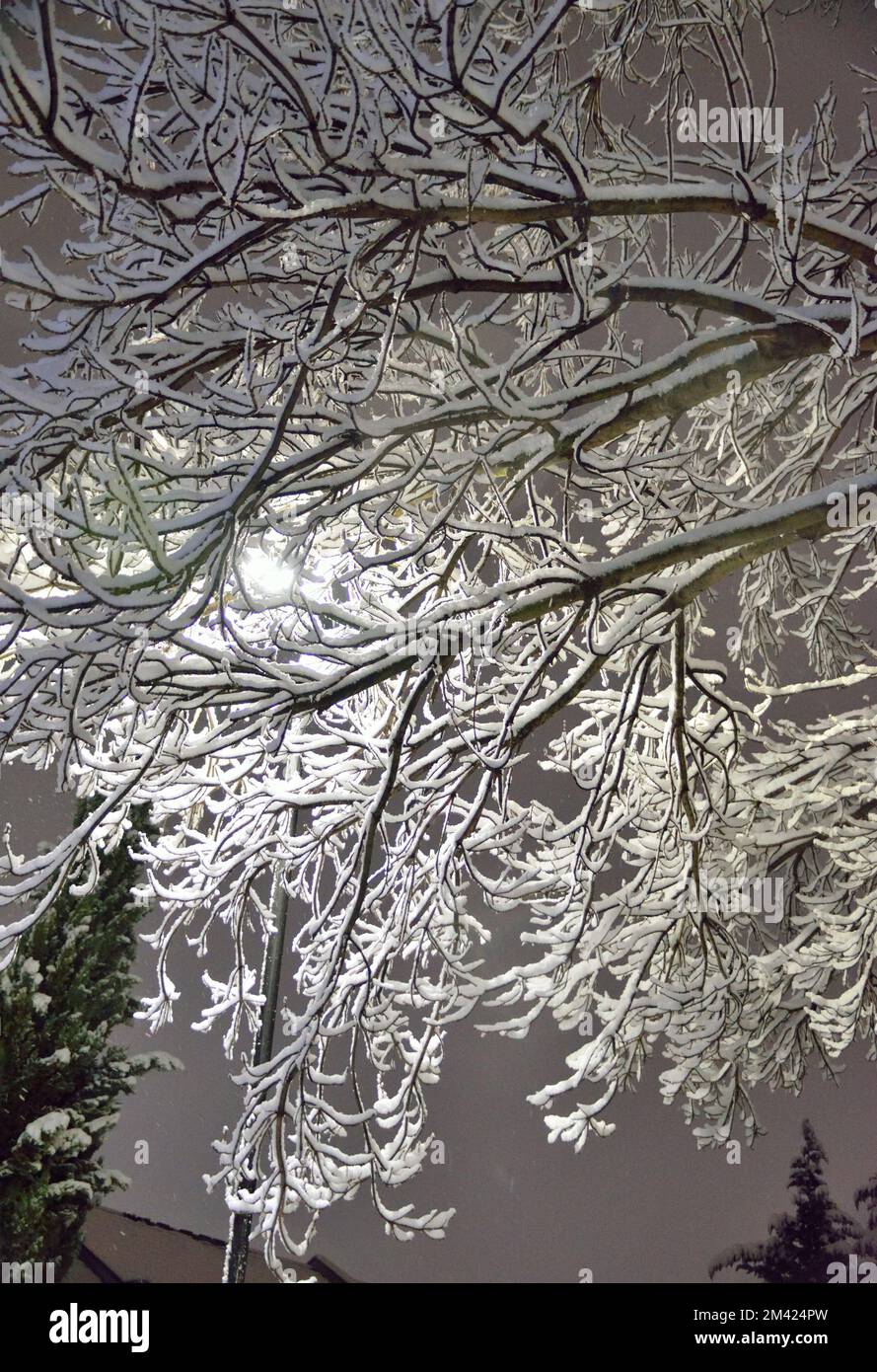 Snow laden trees in the London Snow - 11th December 2022 Stock Photo ...
