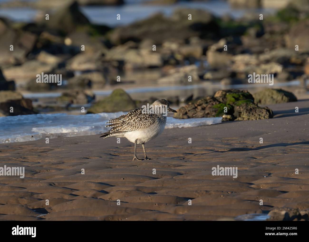 Plover grey (Pluvialis squatarola) on the shoreline, Southerness ...