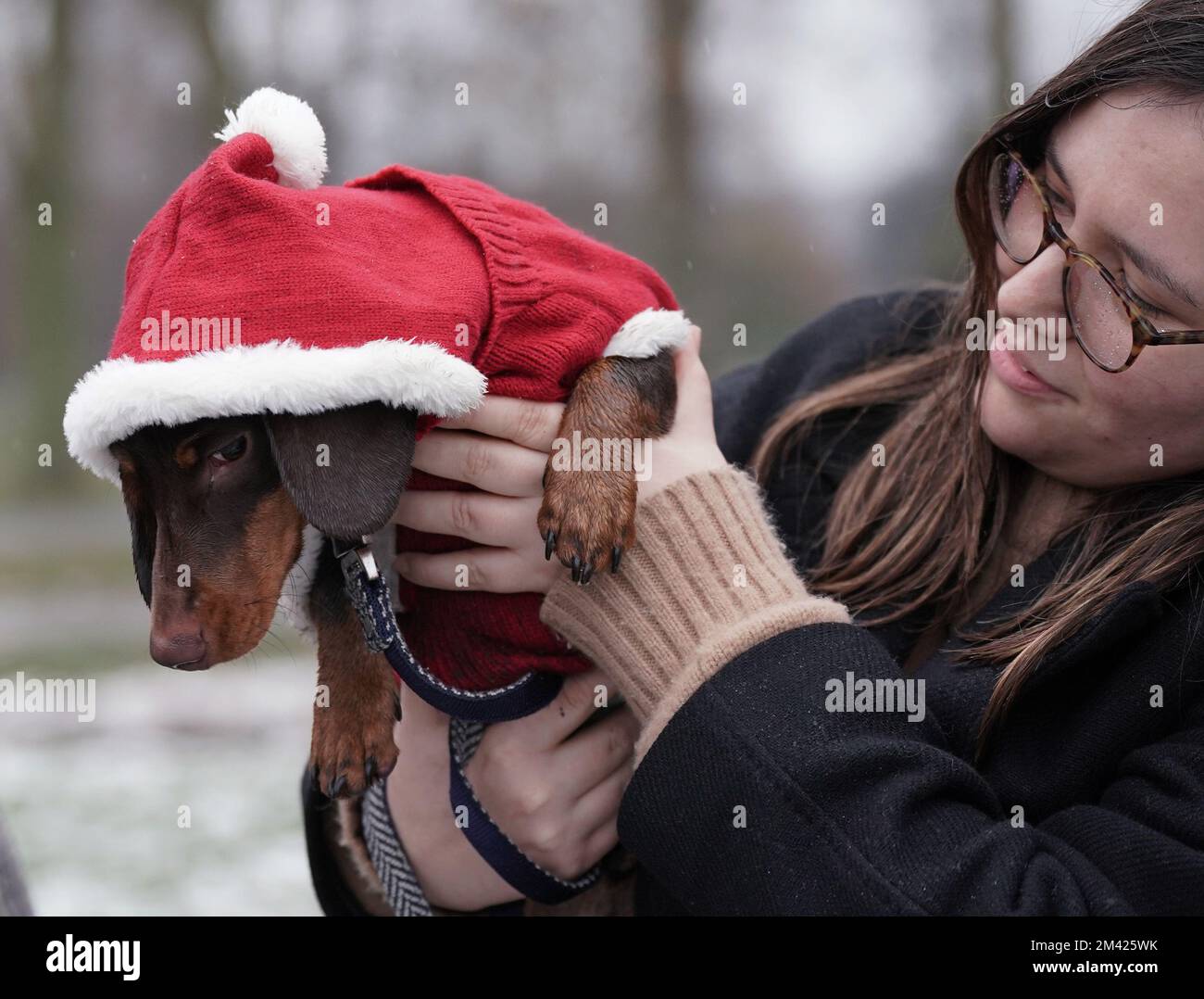 Dachshunds at the annual Hyde Park Sausage Walk, in Hyde Park, London, as dachshunds and their ...